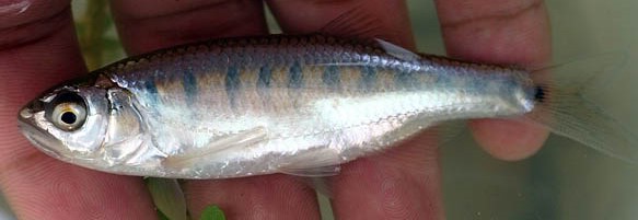 Bariilid (Barilius) - KALAPEEDIA