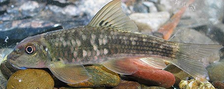 Napplõuad 2 (Garra) - KALAPEEDIA