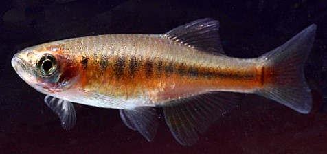 Devaariod (Devario) - KALAPEEDIA