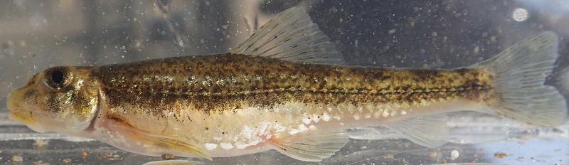 Nokisründid (Microphysogobio) - KALAPEEDIA