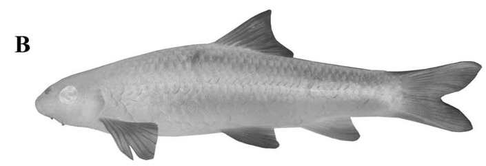 Hongshuiad (Hongshuia) - KALAPEEDIA