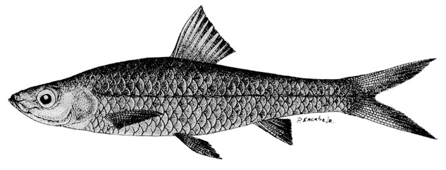 Pardpuntiused (Barbodes) - KALAPEEDIA