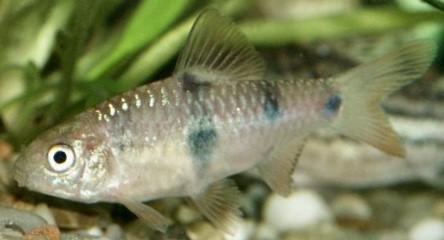 Pardpuntiused (Barbodes) - KALAPEEDIA