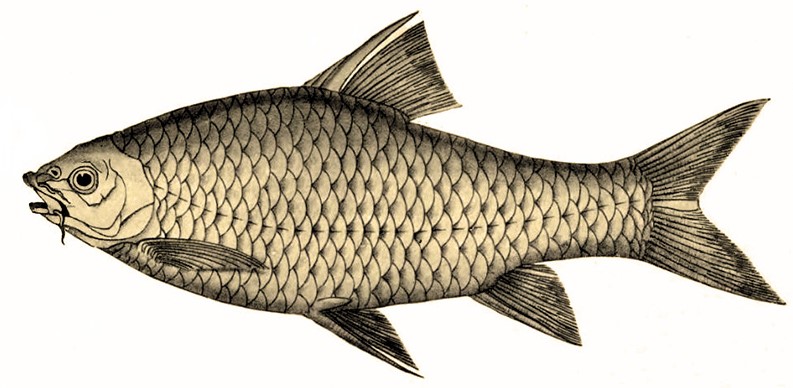 Pardpuntiused (Barbodes) - KALAPEEDIA