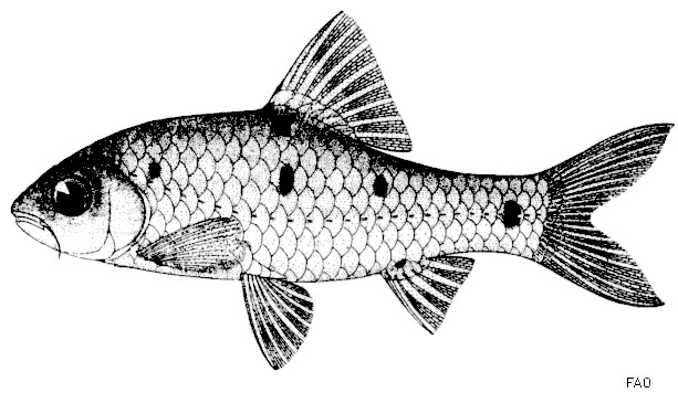 Pardpuntiused (Barbodes) - KALAPEEDIA